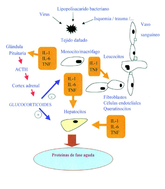 Proteínas de la fase aguda