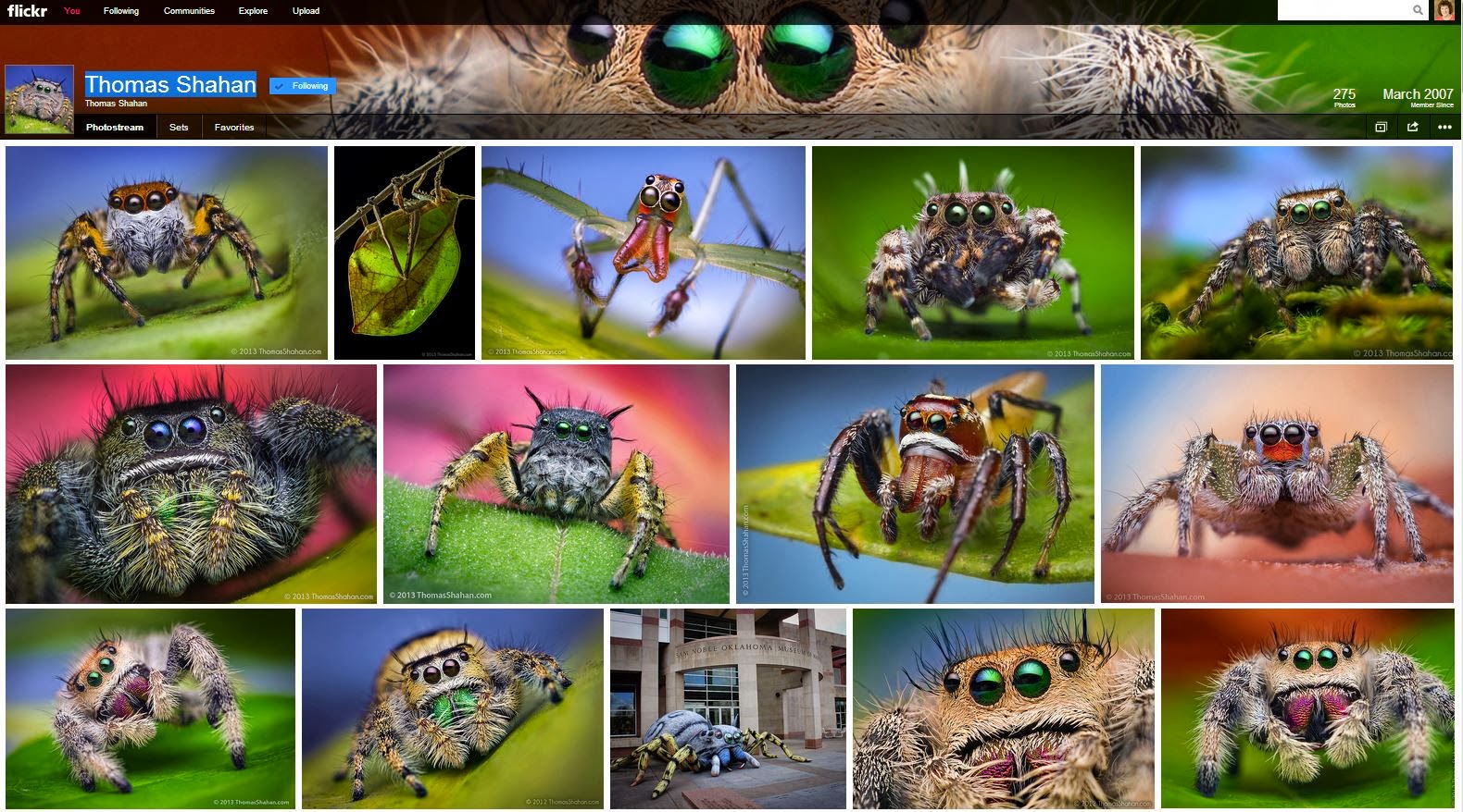 Lisa Photography Blog: The Incredible Macro Bug Portraiture of Thomas ...