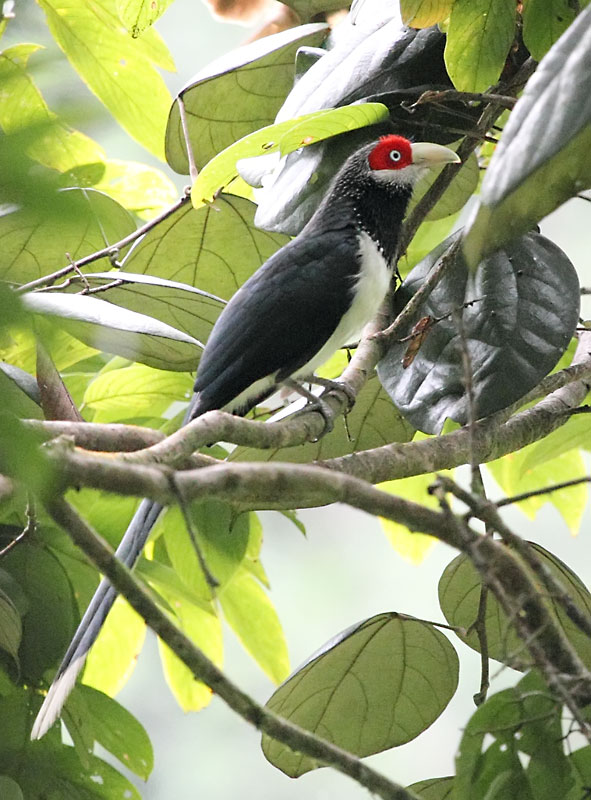 Sri Lankan Endemic Birds: Watha Rathu Malkoha - Red-Faced Malkoha ...
