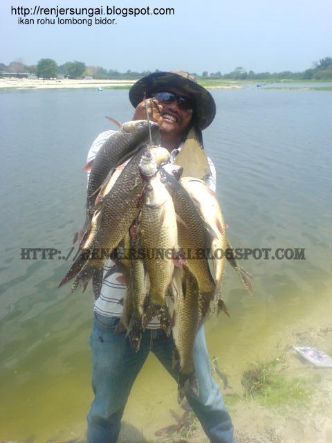 Renjer Sungai: INFO TENTANG IKAN ROHU/ARA