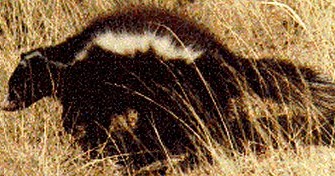 Argentina nativa: Zorrino común (Conepatus chinga)