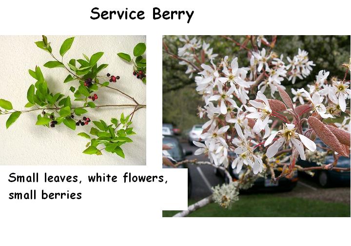 Hametownshoppes Gardener: Autumn Brilliance Serviceberry a Good Small ...