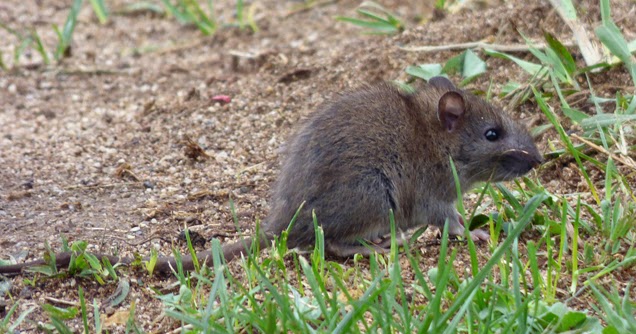 Macizo de Gorbeia: Rata parda