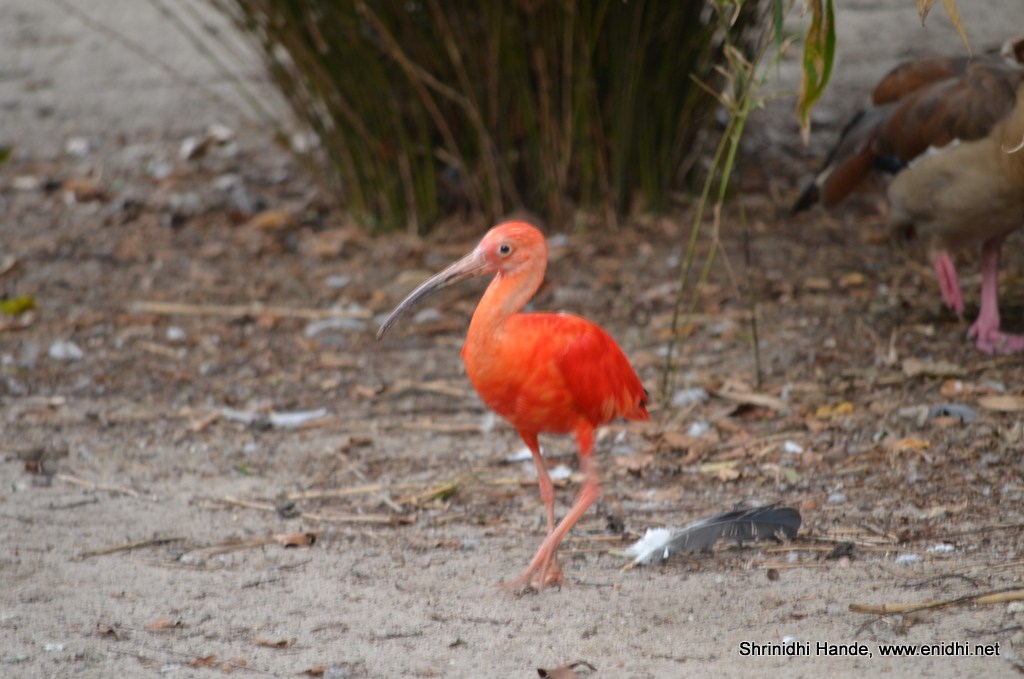 Red Ibis bird at Berlin Zoo (Scarlet Ibis) - eNidhi India Travel Blog
