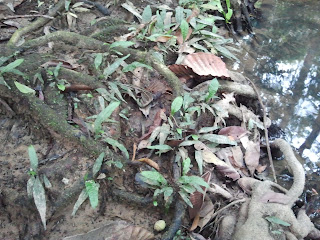 Plants in Its natural Habitat; Java ferns, Crypt. Affinis, Fissidens ...