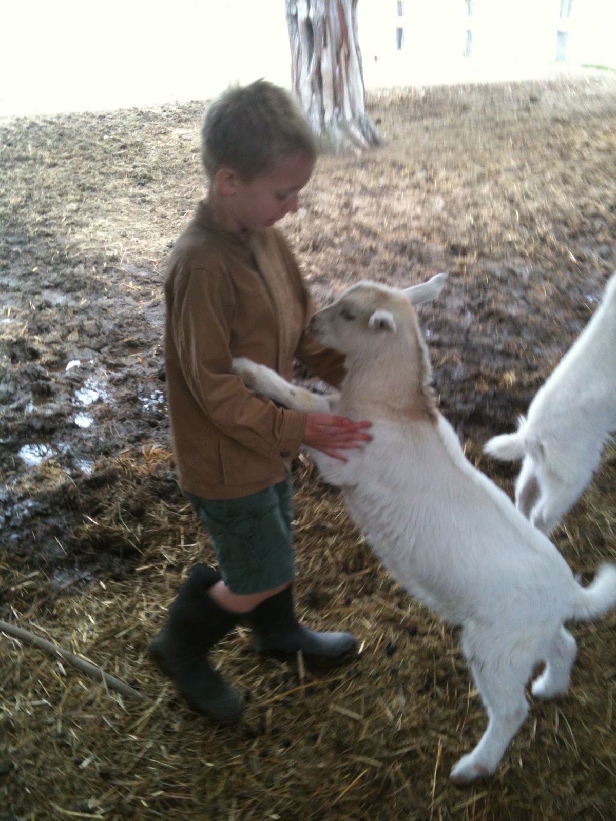 Baby Goats & Lambs :: Nature Study - Eva Varga