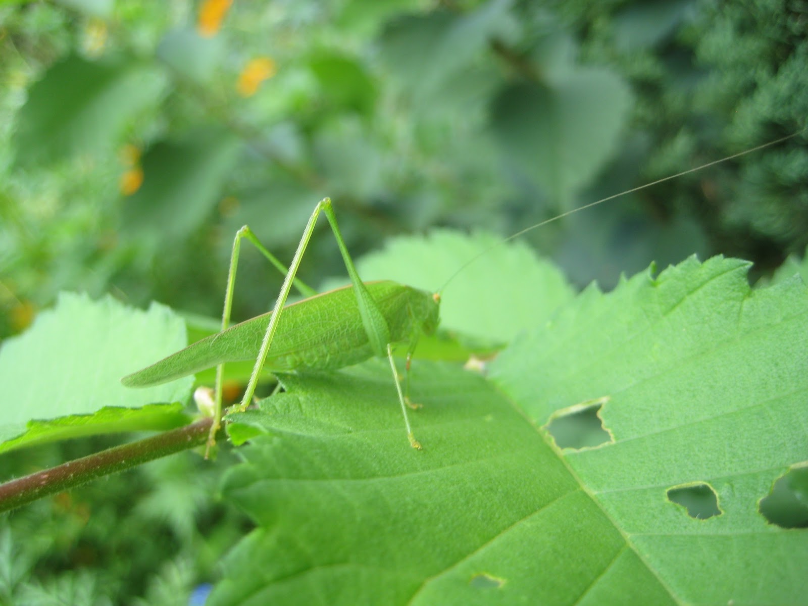 Plaintalker II: Insect Mimicry