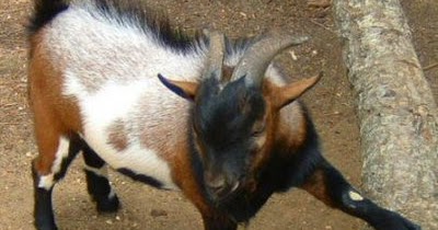 Cabrito: Diferenças entre cabra, bode, cabrito, carneiro, ovelha e cordeiro