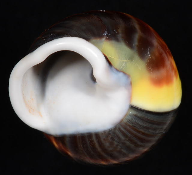 Dr. Lee's Gallery Museum: Amphidromus perversus butoti melannoma 45.19mm