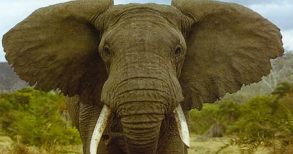 Docentes ædificare: ORDEM PROBOSCIDEA