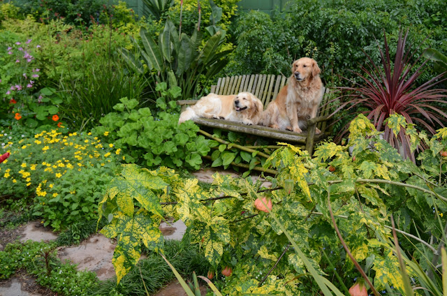 66 Square Feet (Plus): Cape Town Open Gardens