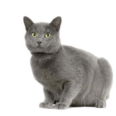 For a Cats: Cat Breeds - Chartreux Cat (Pet Cool) | Cat Foods, Cat ...