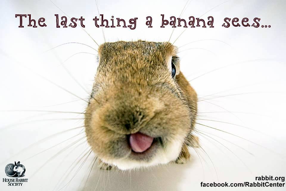Rabbit Ramblings: Funny Bunny Monday Meme*day