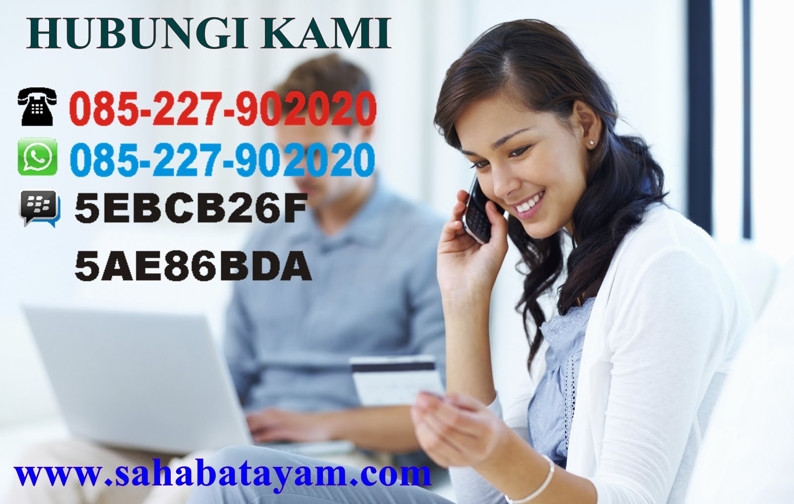 geber ayam aduan, geber arena ayam, jual geber ayam aduan, ukuran geber ayam aduan, harga geber ...