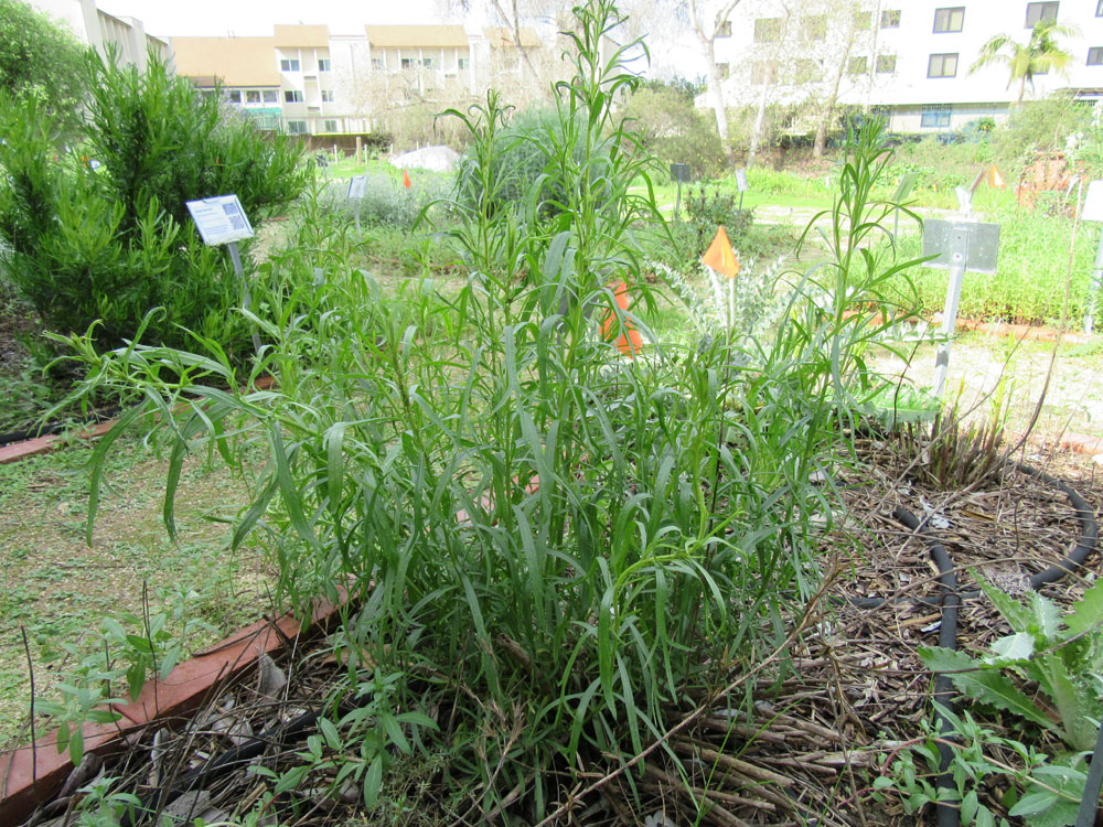 Mother Nature's Backyard - A Water-wise Garden: Plant of the Month ...