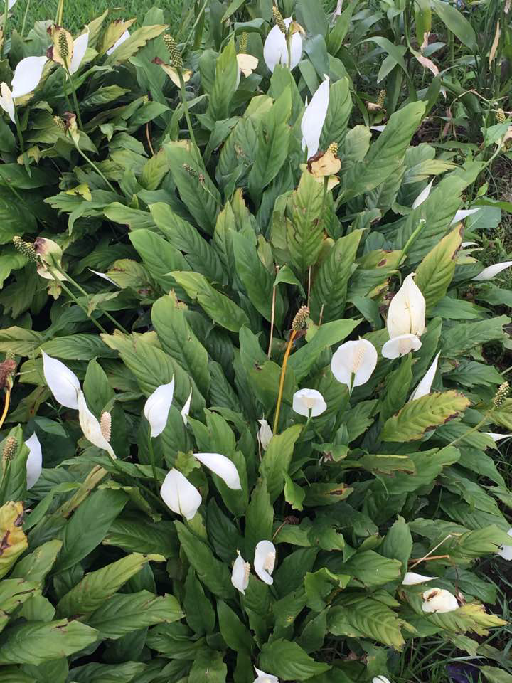 365 Days in Bolivia: March 7, 2017 - Trompillo Park