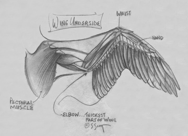 Sandy Scott Art: #576 The studio in Canada: Trumpeter Swan sculpture ...