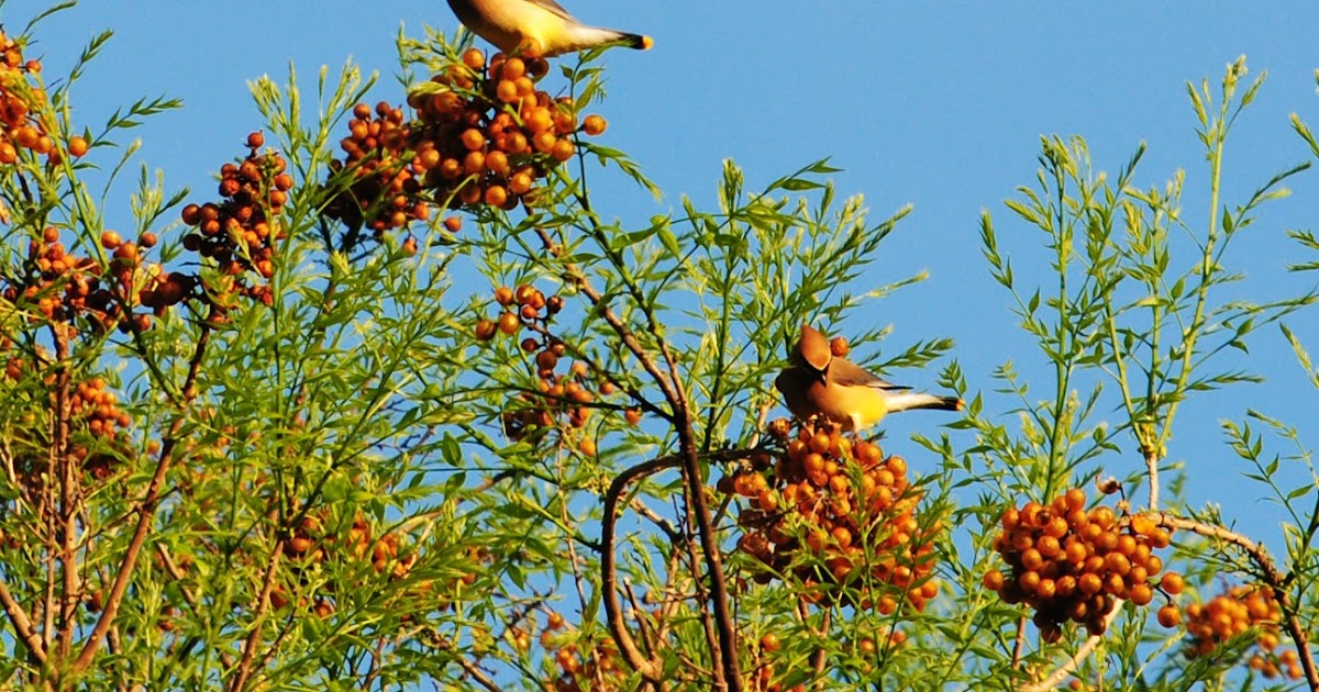 Stone Cottage Adventures: Western Soapberry aka Chinaberry Tree