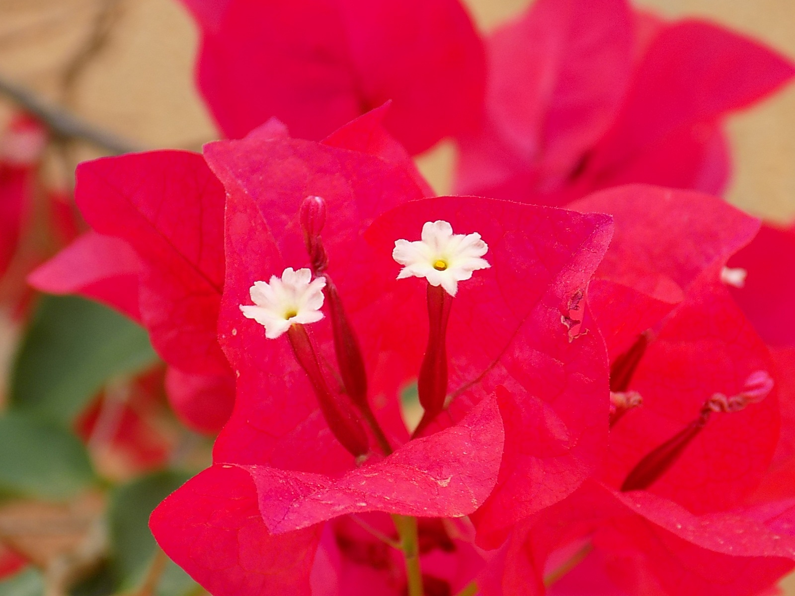 patiamarilla: Más pistilos entre pétalos de color rosa chicle chillón