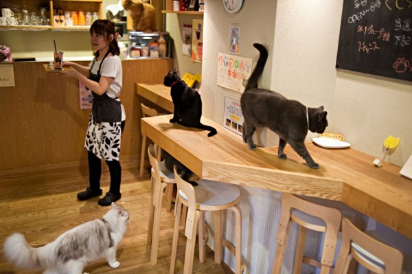 Cat Café