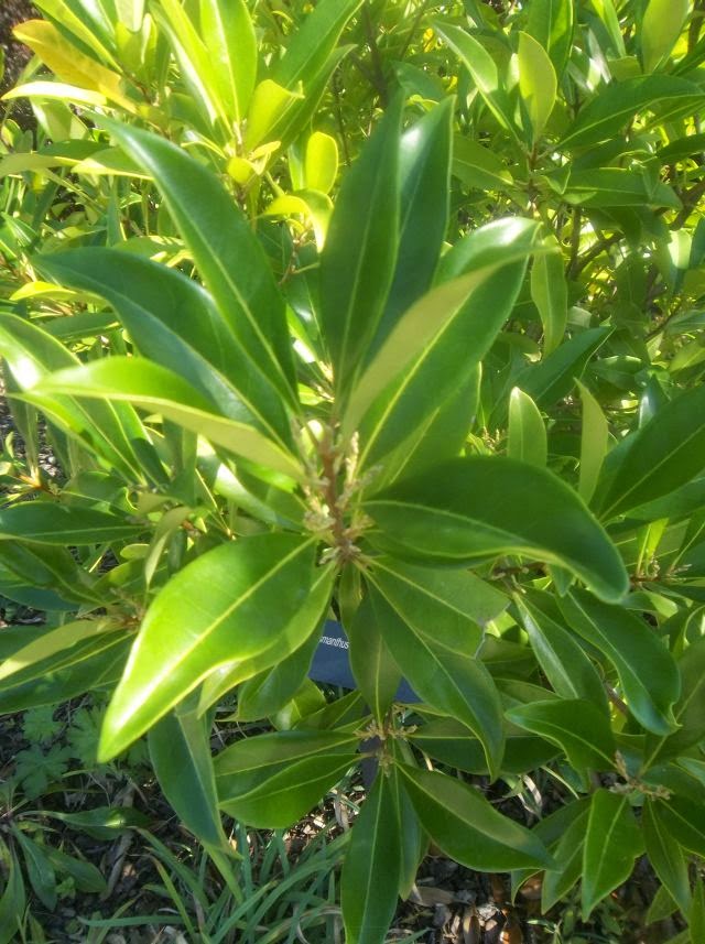 Future Plants by Randy Stewart: Osmanthus