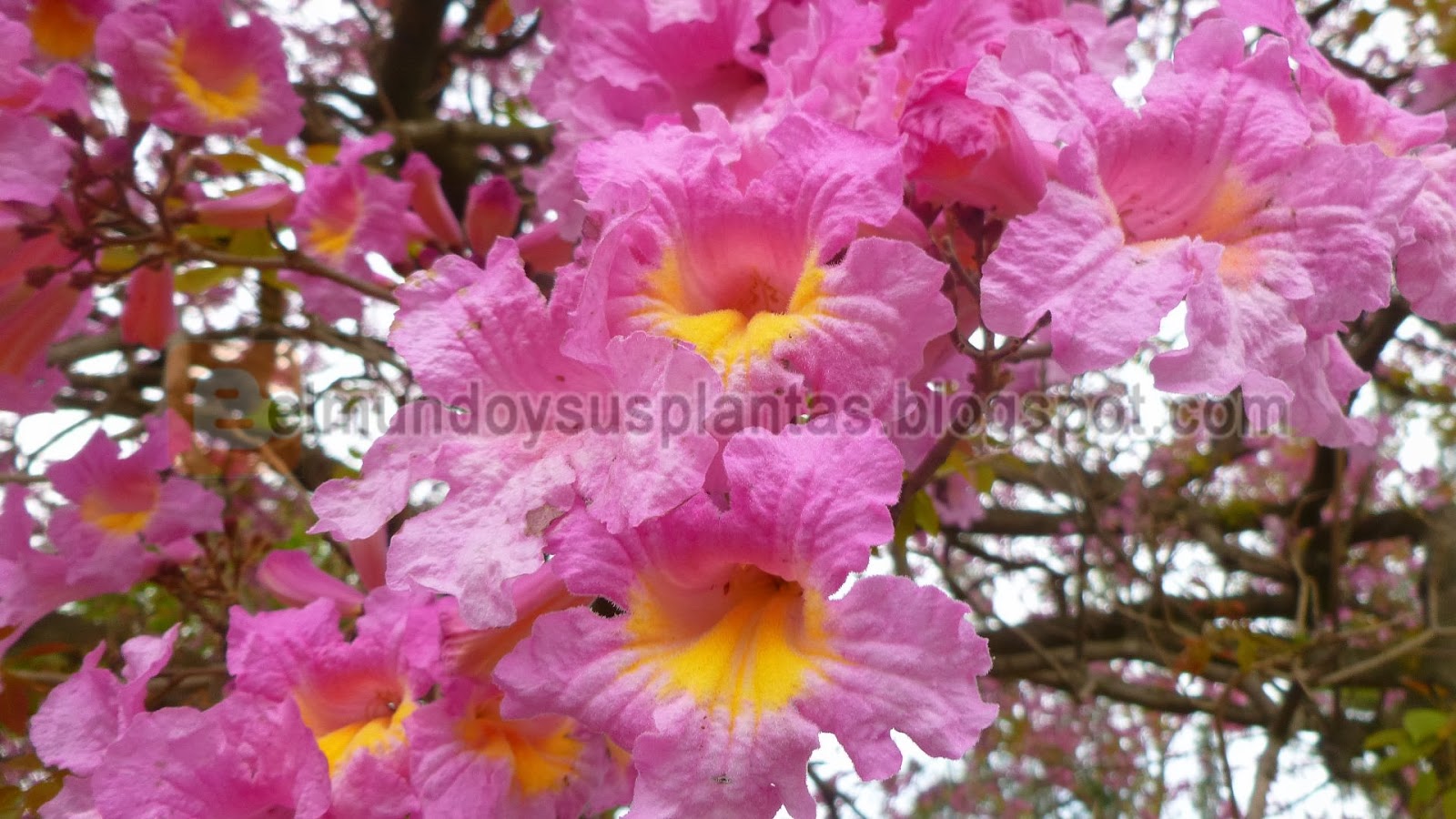 Lapacho Rosado Ficha y Fotos : El Mundo y sus Plantas