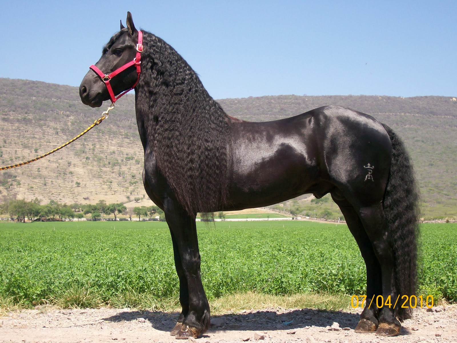 CENTRO ECUESTRE TORDESILLAS: Razas de Caballos en España