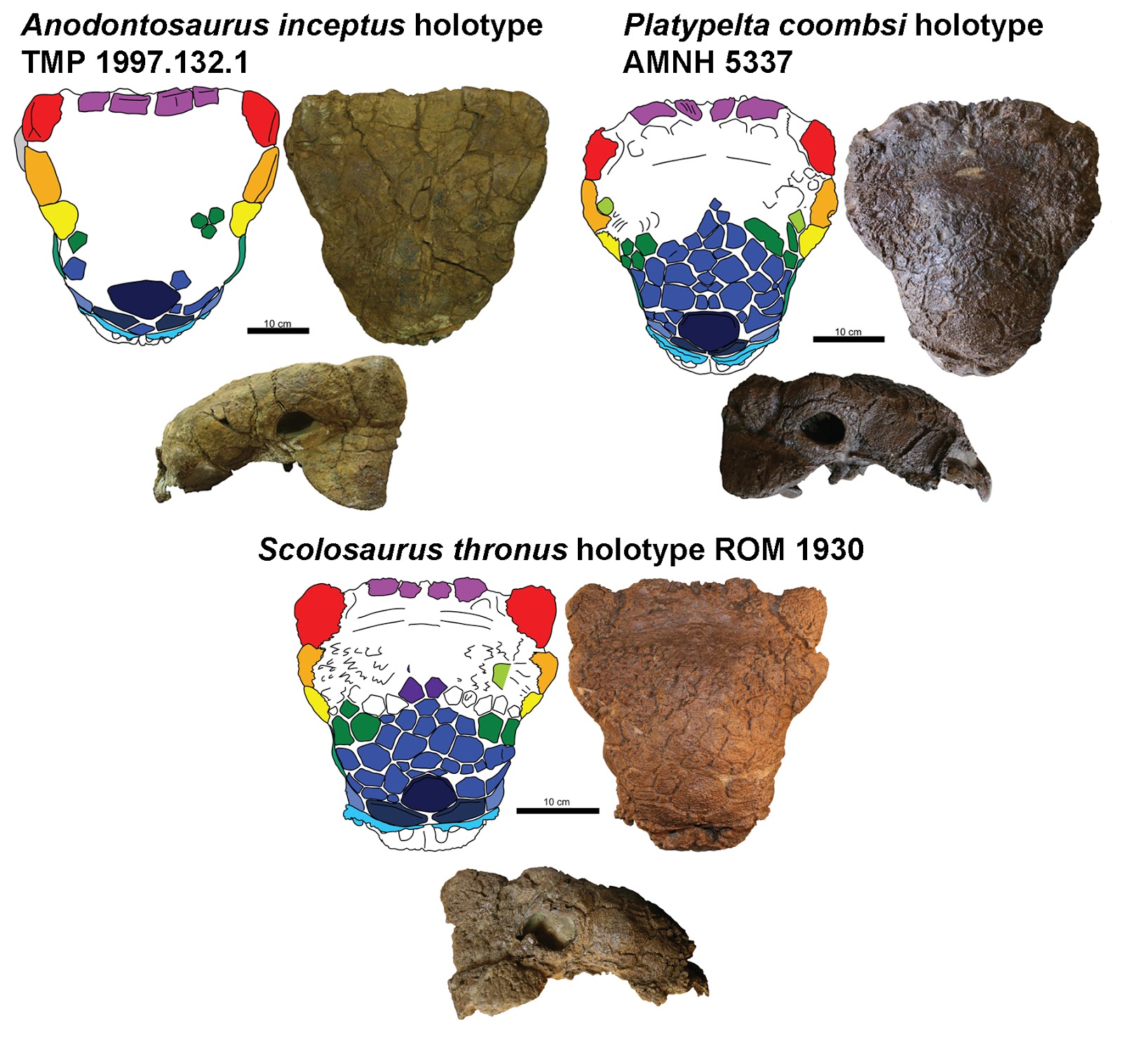 Equatorial Minnesota: Three weeks of ankylosaurs and pterosaurs