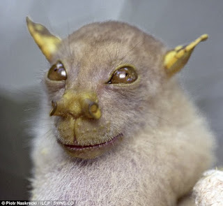 Abe's Animals: Gloomy tube nosed bat