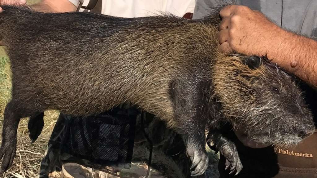 the-westerner-giant-swamp-rats-are-poised-to-dig-into-california