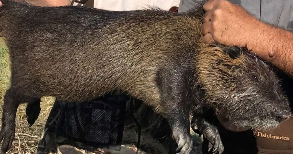 THE WESTERNER: Giant swamp rats are poised to dig into California ...