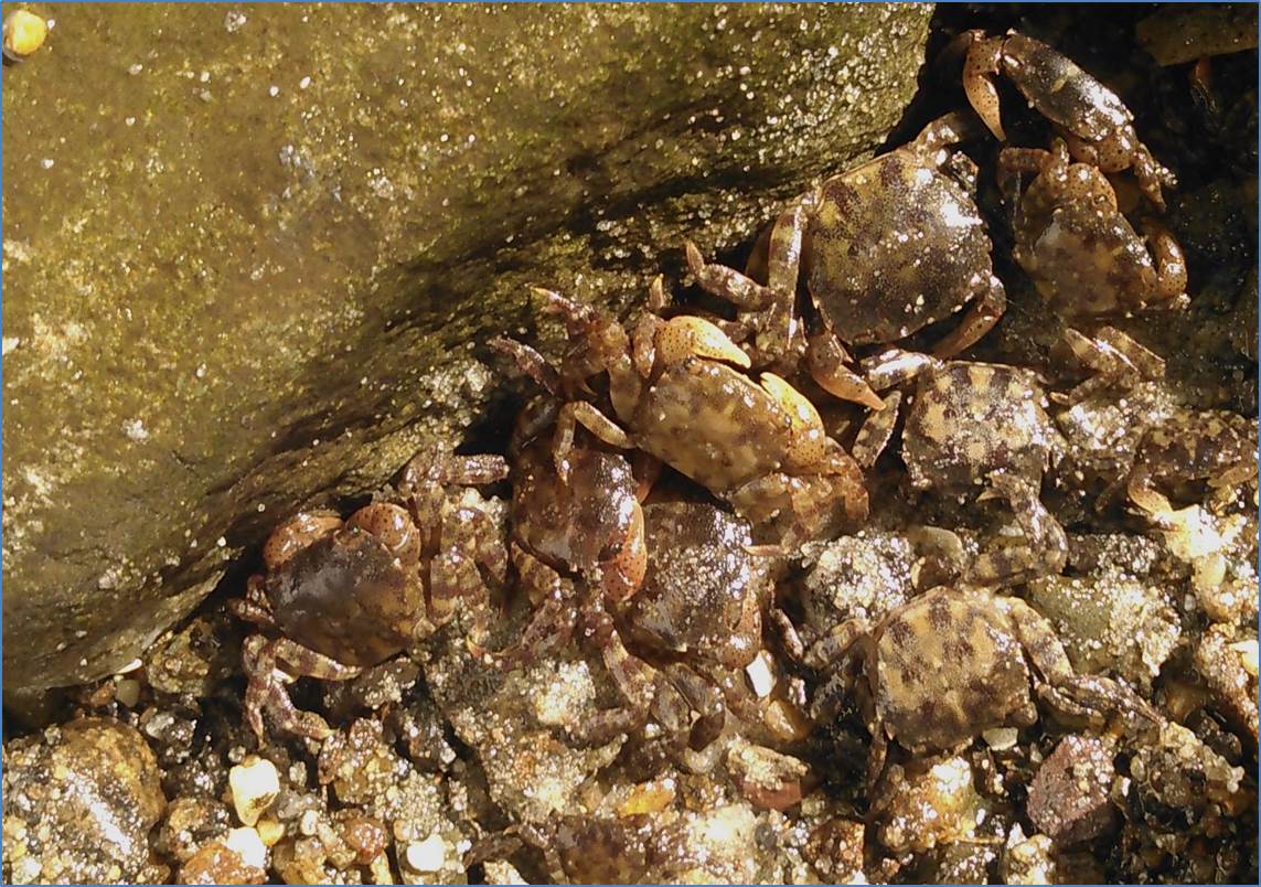 The Narwhal's Left Tooth: Invasive crabs changing ecology of ...