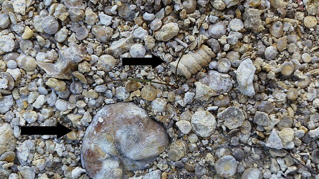 Fossils and Other Living Things: "That's Huge!" ~ Exploring the Glen ...