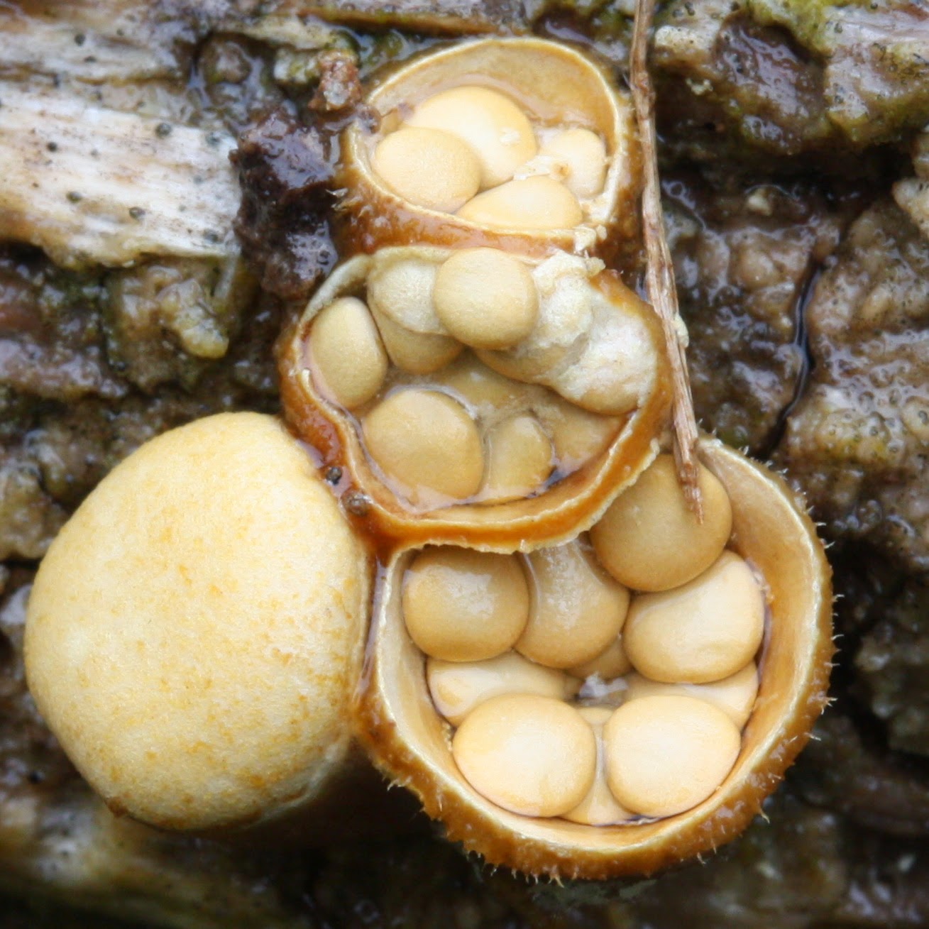 Guía de Setas y Hongos de Navarra.: Crucibulum laeve (Bull ex DC)Kamb