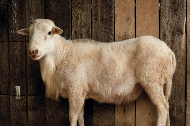 The New Victorian Ruralist: Rare Breeds...