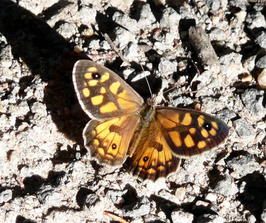 mycamerandme365: More Butterflies.