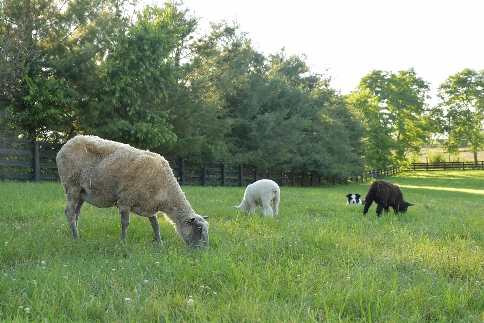 Punkin's Patch: Biscuit's Buddies!