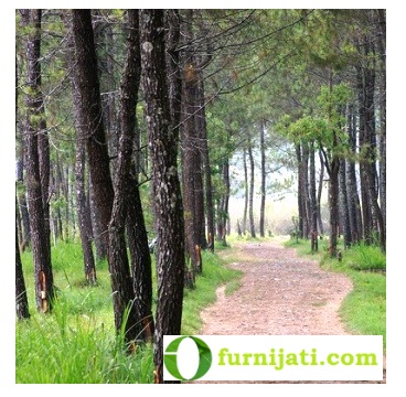 POHON KAYU JATI ANDA HARUS TAHU – FURNIJATI