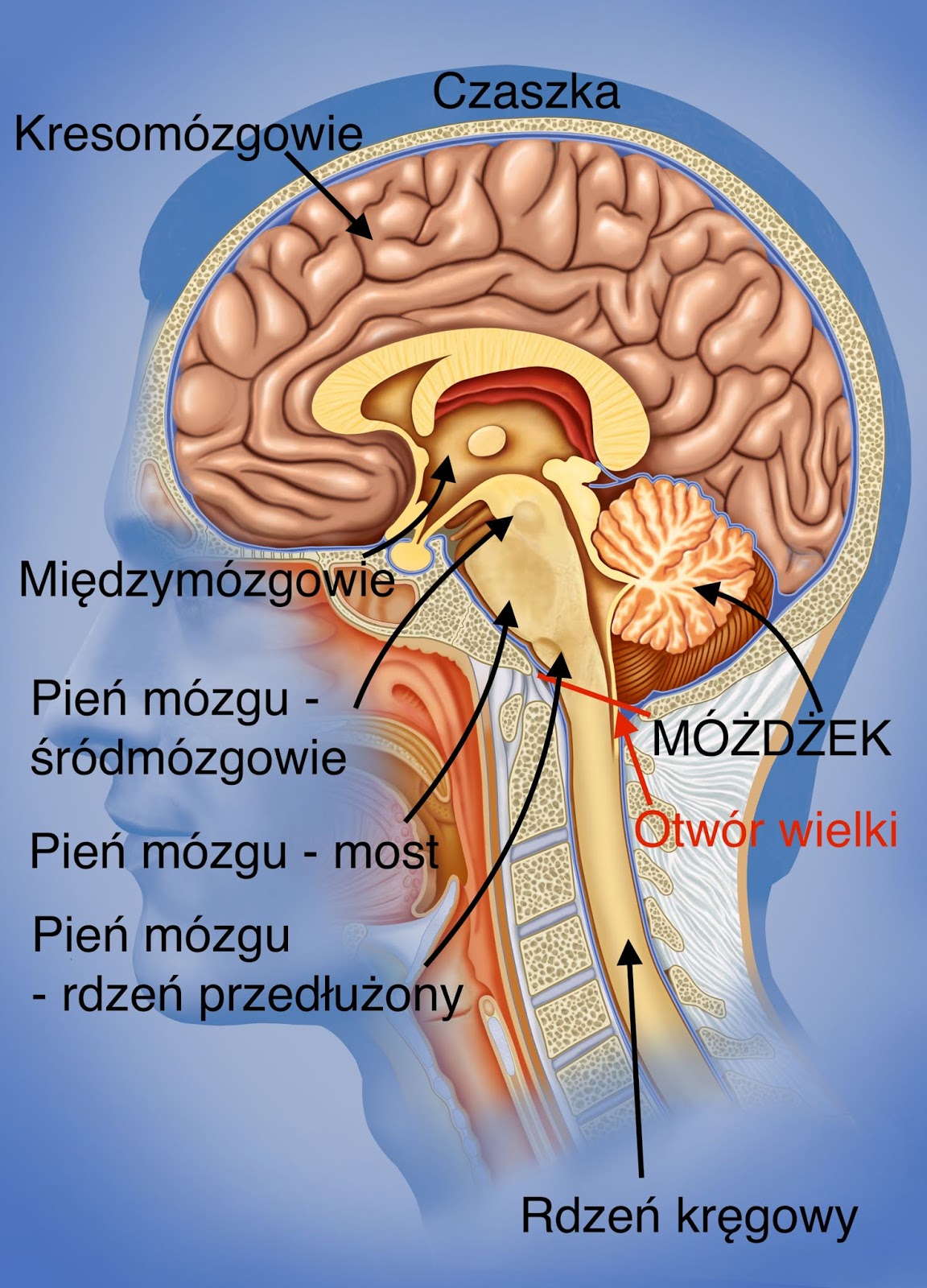 EDS i bóle głowy - czym jest Zespół Chiari, nadciśnienie śródczaszkowe ...