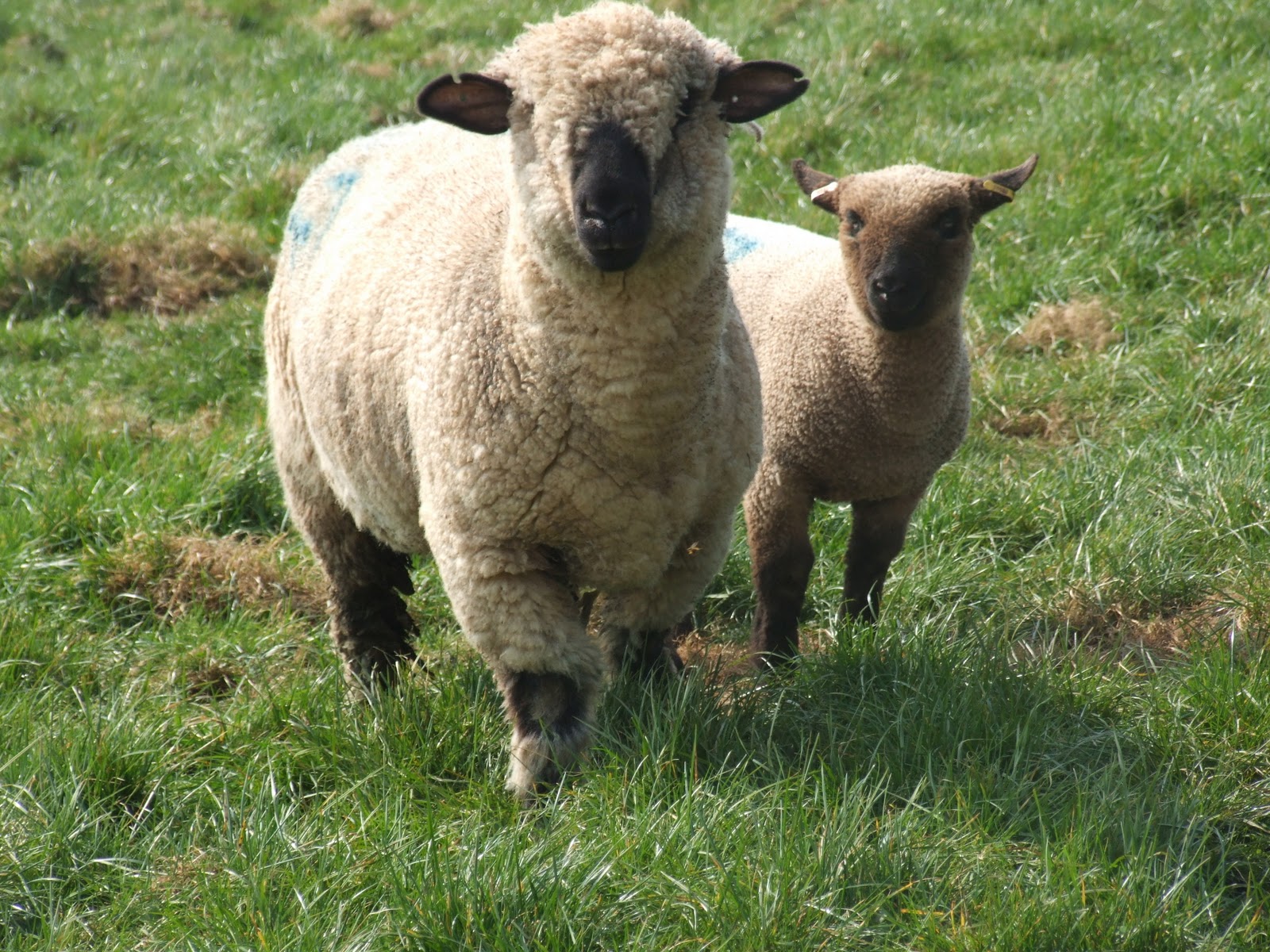 The Barton Poughill: New Sheep.