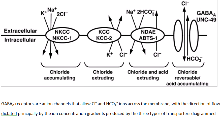 Epiphany: GABA A Receptors in Autism – How and Why to Modulate Them