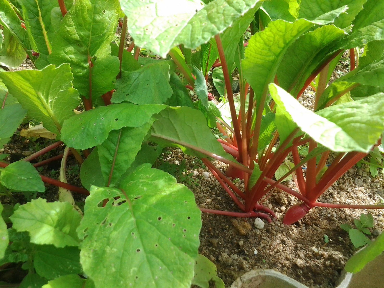 Chinese Radish 'Dragon' F1 Hybrid | My Mix Garden