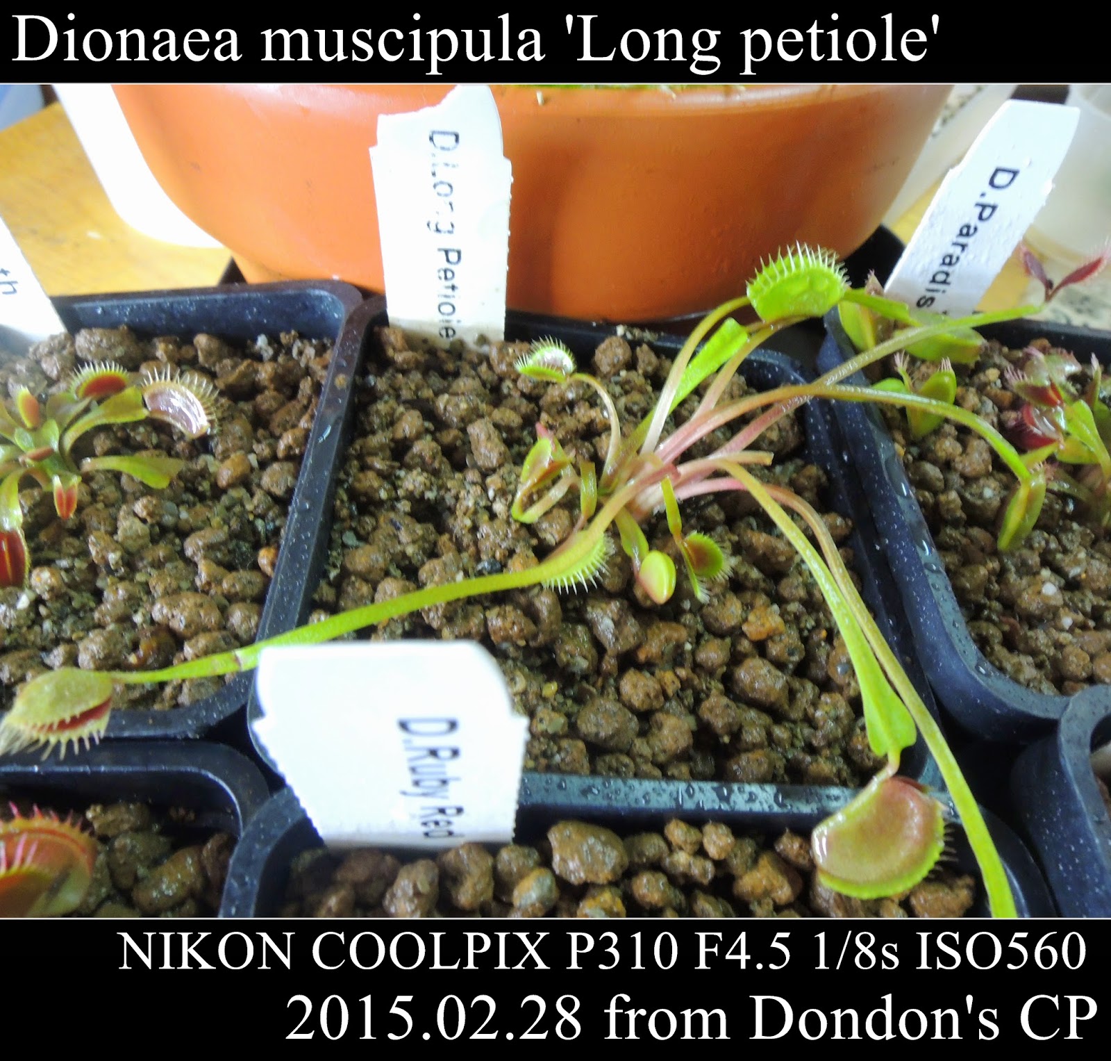 咚咚的食蟲與種子花園: Dionaea muscipula 'Long Petiole' (長柄捕蠅草)