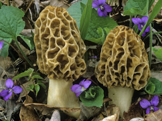 Setas y hongos: Morchella esculenta - Colmenilla redonda