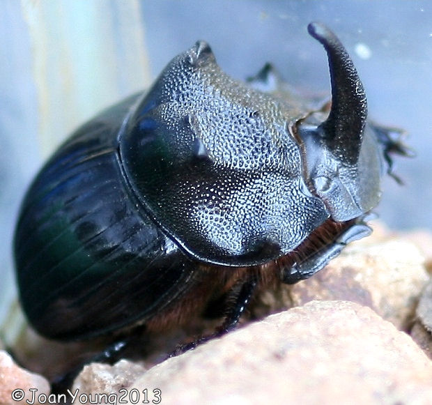 South African Photographs: Dung Beetle (Copris elphener)