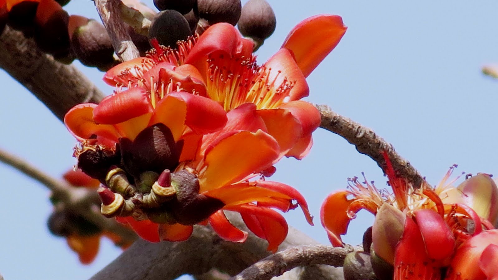 Indian trees: February 2012