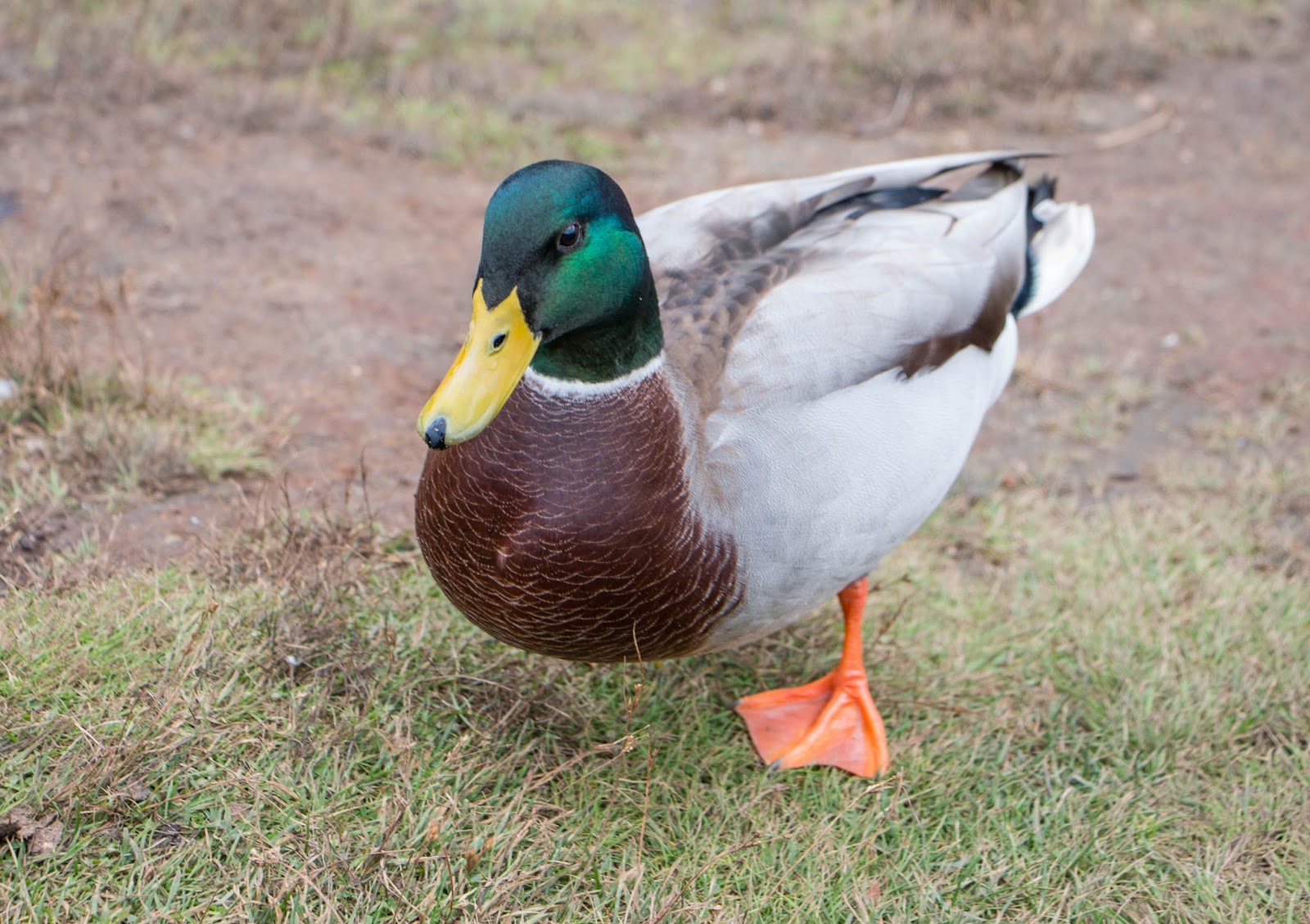 A Breath of Nature: A Few Friendly Ducks