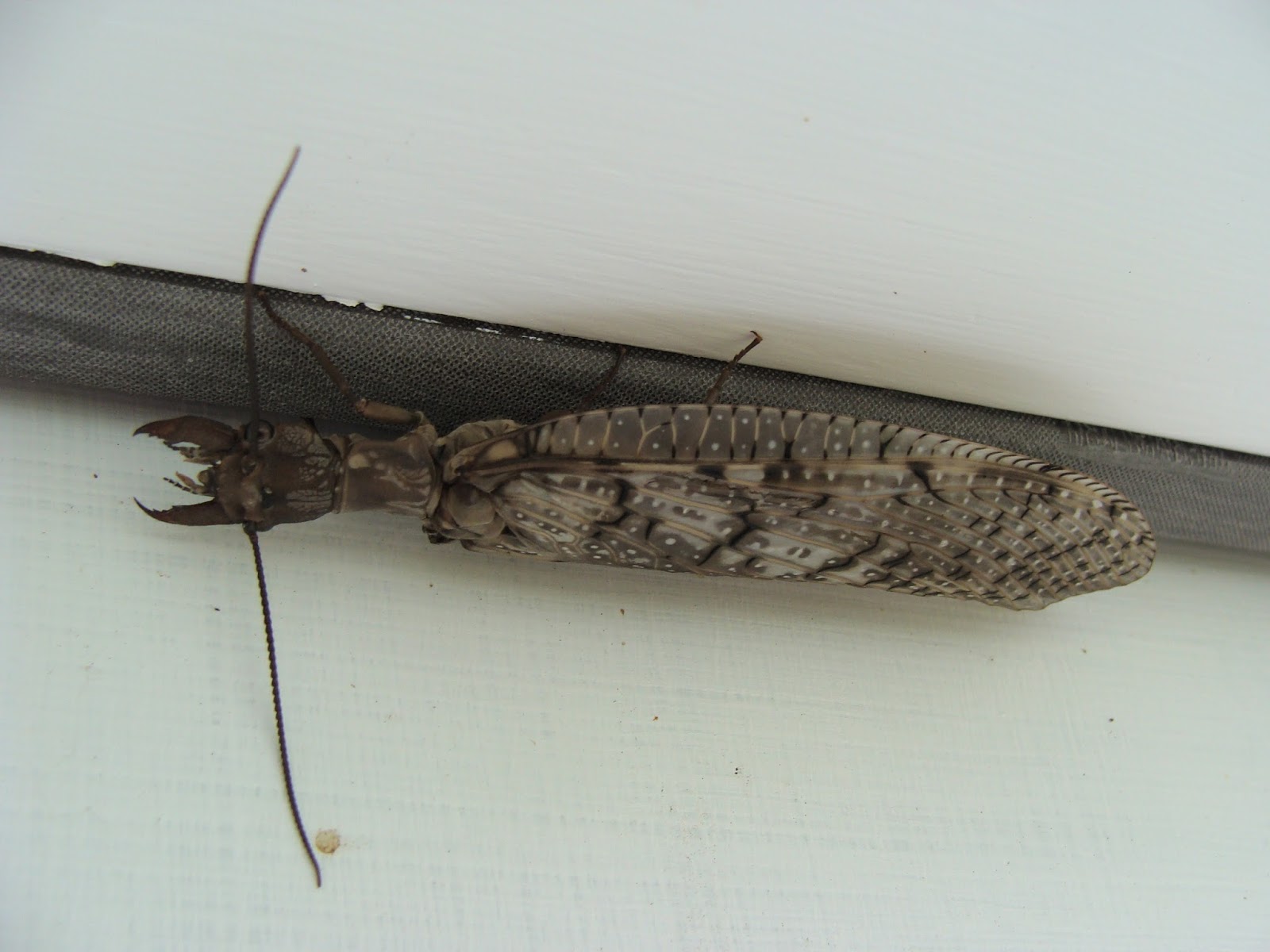 Sheep and Shepherd: Big Bugs