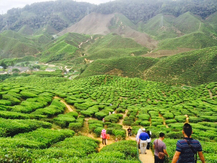Jalan jalan Cameron Highland Part 2