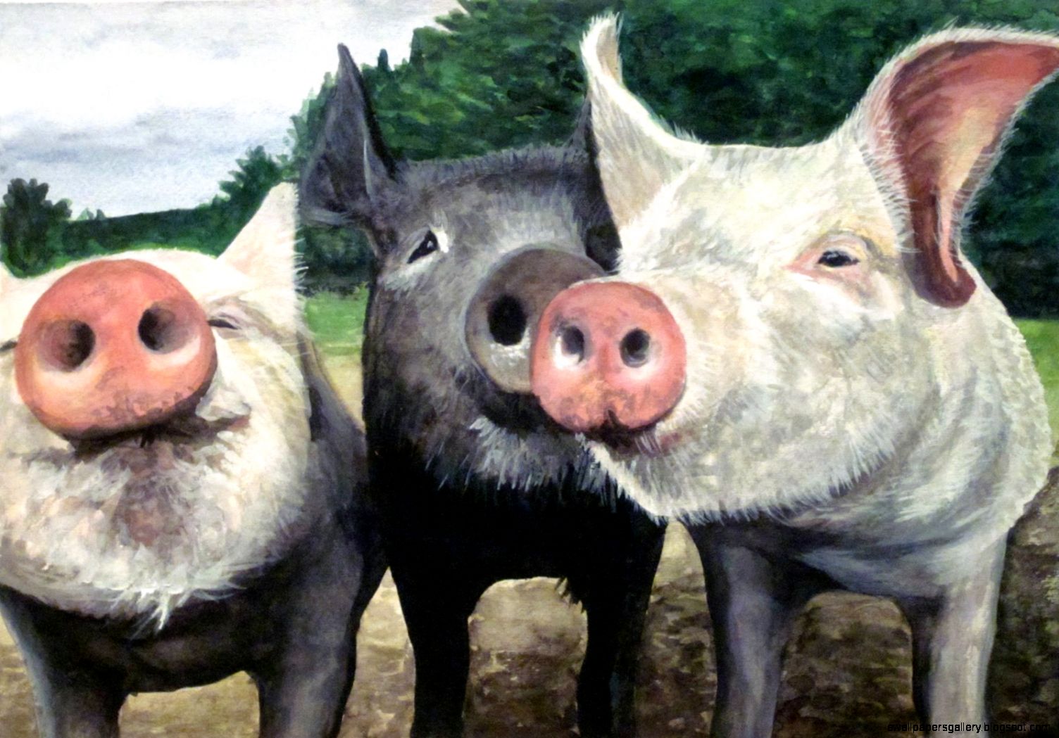 Real Farm Pigs | Wallpapers Gallery